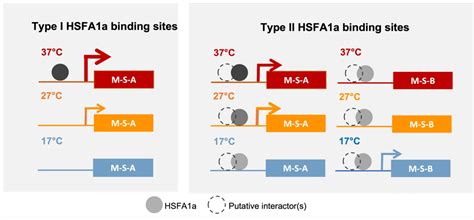 Large Scale Comparative Transcriptomic Analysis Of Temperature