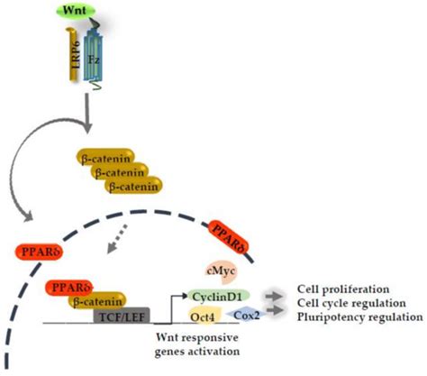 Ijms Free Full Text Wnt β Catenin Pathway Mediated Pparδ Expression