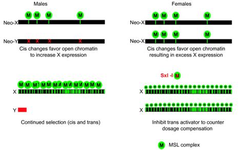 Model Of Sex Chromosome Chromatin Structure Evolution Download Scientific Diagram