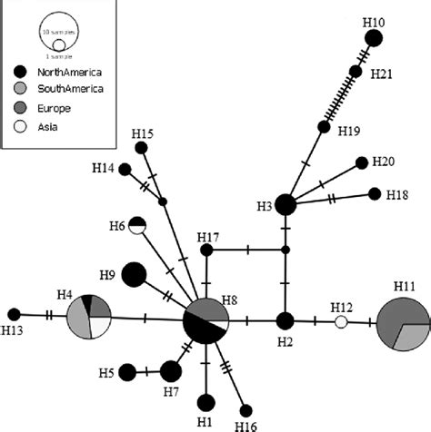 Median Joining Haplotype Network Based On A Fragment Of Mtdna