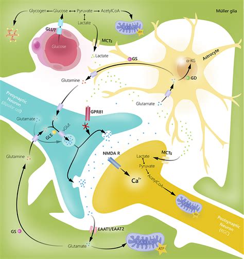 Frontiers Glial Cells In Glaucoma Friends Foes And Potential