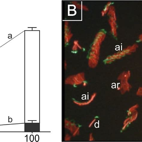 Simplified Working Model Of Sea Urchin Sperm Acrosome Reaction By