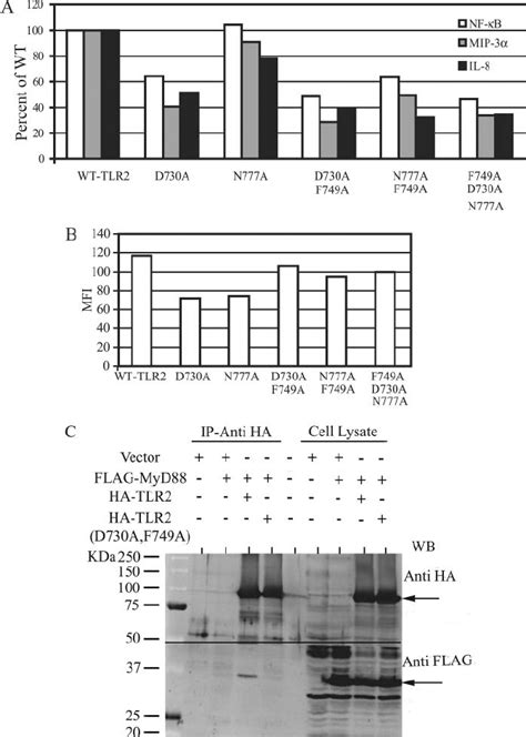 Effect Of Alanine Substitutions In Regions Ii And Iii On Tlr2 Activity