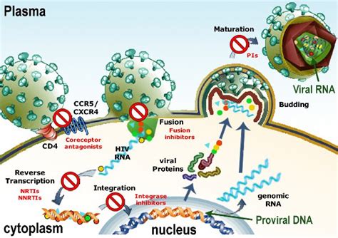 Prediction Of Hiv 1 Coreceptor Usage Tropism By Sequence Analysis