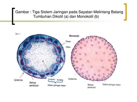 Gambar Anatomi Batang Pada Tumbuhan Dikotil Dan Monok