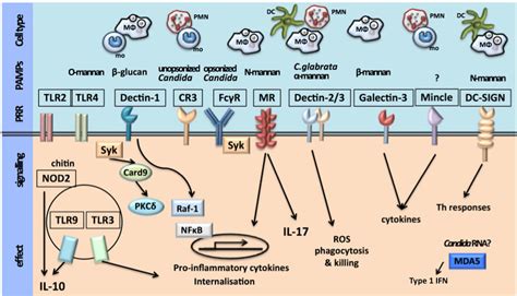 Recognition Of Candida Species By Innate Immune Cells Ligand Binding