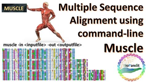 multiple sequence alignment using muscle youtube