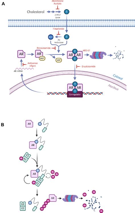 A Production Of Androgens And Androgen Receptor Signaling Can Be