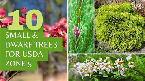 10 Small And Dwarf Trees For Usda Zone 5 Youtube