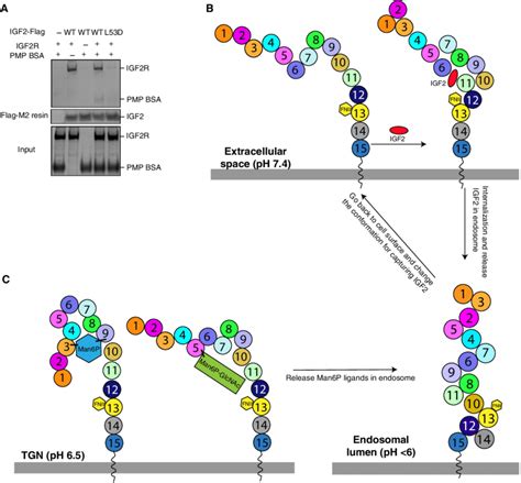 The Binding Sites Of Igf2r To Man6p And Igf2 Are Independent A