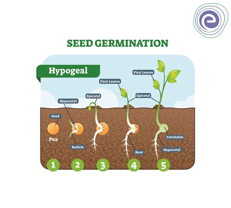 Seed Germination Definition Types Process And Factors Embibe