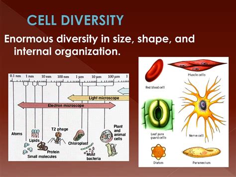 Ppt Cellular Structure And Function Powerpoint Presentation Free