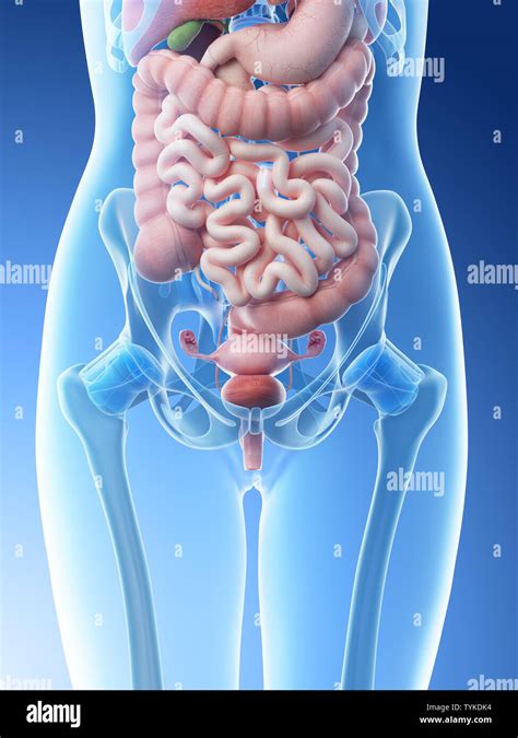 Anatomy Female Abdomen Pelvis Fotografías E Imágenes De Alta Resolución