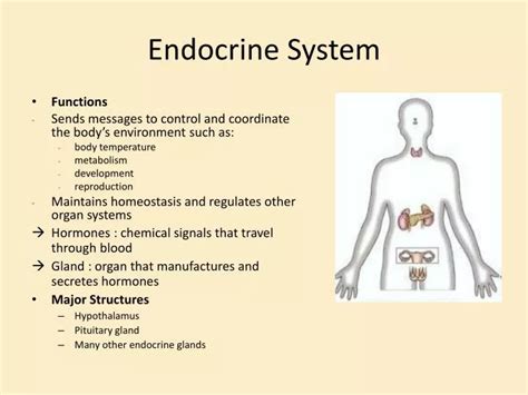 Ppt Endocrine System Powerpoint Presentation Free Download Id 1932083
