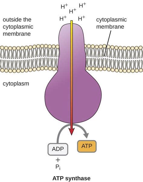 Cellular Respiration Microbiology