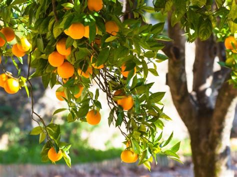 Details 48 época Para Plantar árboles Frutales En Argentina Abzlocal Mx