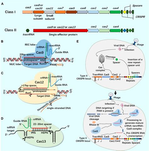 Frontiers Crispr Based M6a Modification And Its Potential