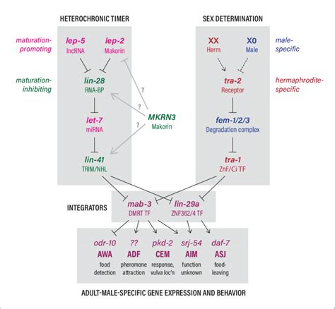 The Heterochronic And Sex Determination Pathways Intersect To Control