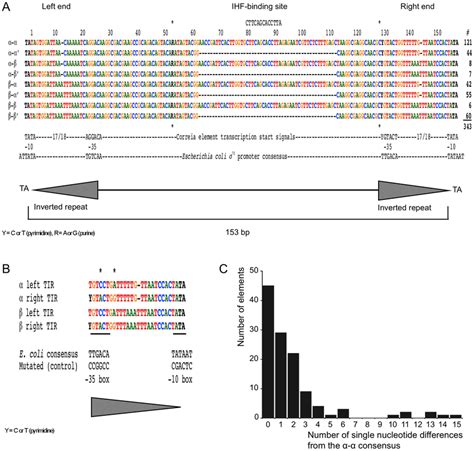 The Eight Classes Of The Consensus Ce A Nucleotide Sequence