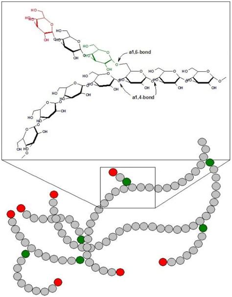 Glycogen Definition Structure Function And Examples Biology