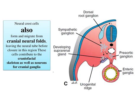 Ppt Derivatives Of The Ectodermal Germ Layer Powerpoint Presentation