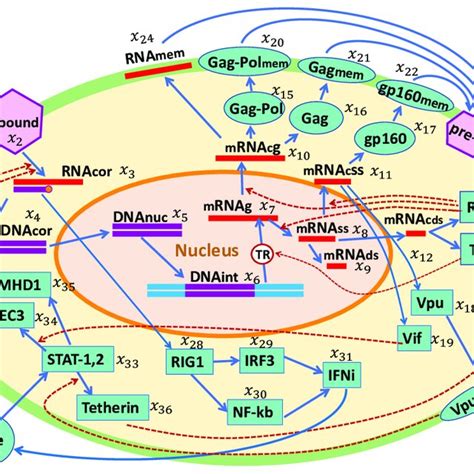 Biochemical Scheme Of The Hiv 1 Replication Cycle In The Presence Of An