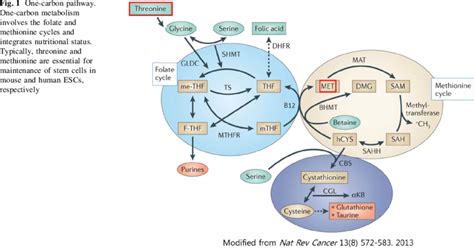 One Carbon Pathway One Carbon Metabolism Involves The Folate And