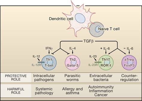 Development In Motion Helper T Cells At Work Cell