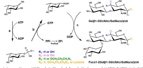 Figure 1 From Chemoenzymatic Synthesis Of Fucosylated Oligosaccharides