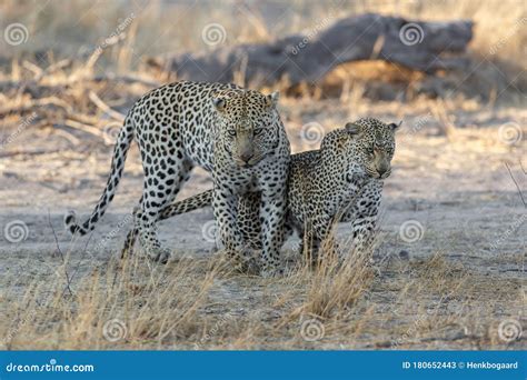 Leopard Mating Couple In Sabi Sands Game Reserve Stock Image Image Of