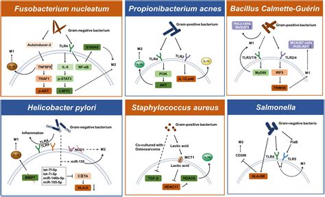 Frontiers Bacteria And Macrophages In The Tumor Microenvironment