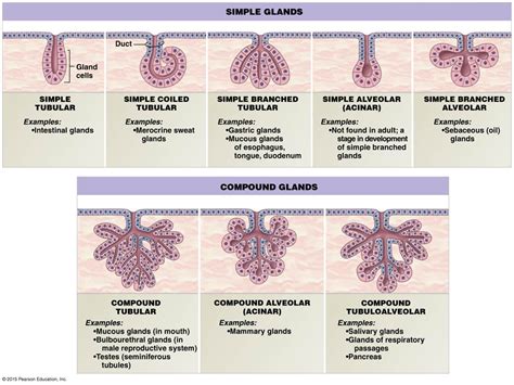 A Structural Classification Of Exocrine Glands Exocrine Gland Human