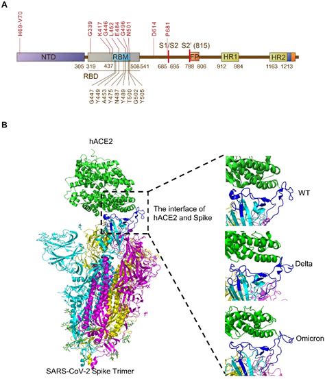 Cell Insight 我室蓝柯 陈宇等综述新冠病毒突变体的进化动力和突变特征 生物通