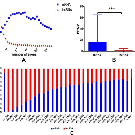 Characteristic Features Of Mrnas And Lncrnas Expressed In The