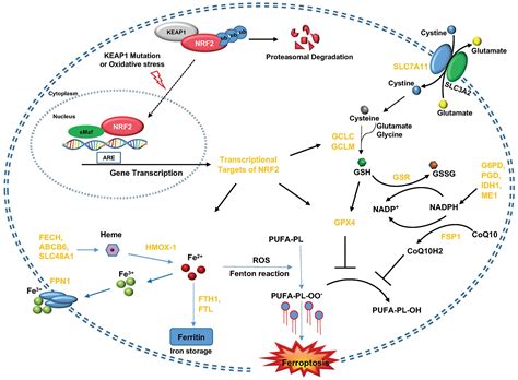Fsp1 A Novel Keap1 Nrf2 Target Gene Regulating Ferroptosis And