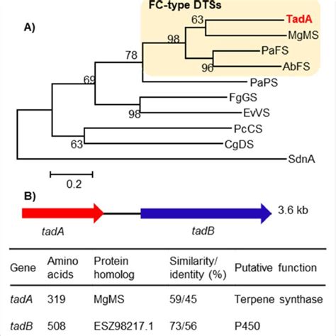 Bioinformatics Analysis Of The Tad Cluster A Phylogenetic Tree Of