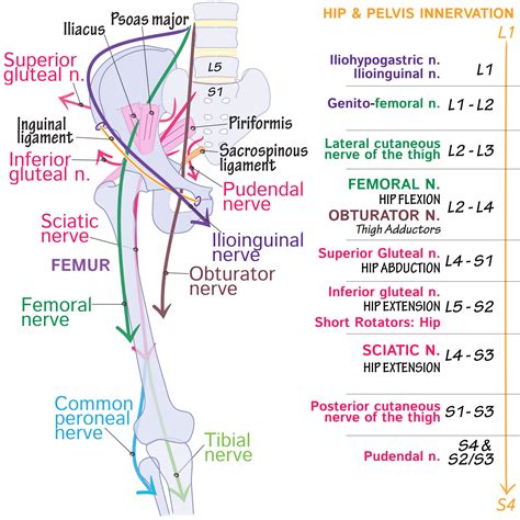 Lumbosacral Plexus Anatomy Diagram