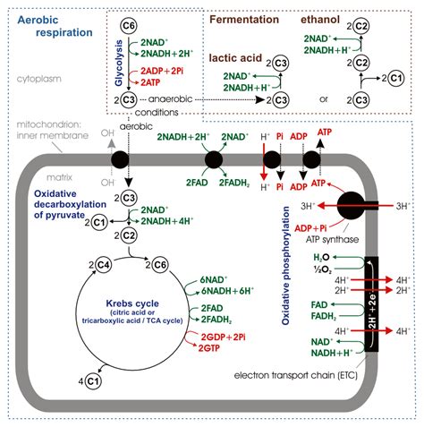 Difference Between Nad And Nadh Definition Synthesis Role Similarities