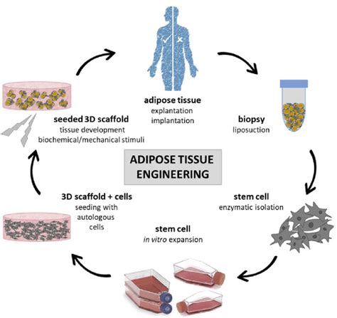 5 Principle Of Adipose Tissue Engineering In Cell Based Approaches