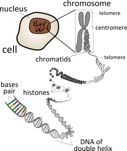 Human Chromosomes And Genes Ck 12 Foundation