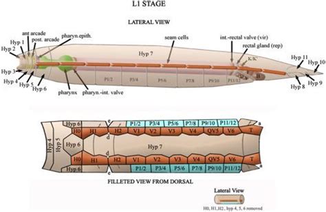 Figure 6 Organization Of The Hypodermis In A Newly Hatched L1