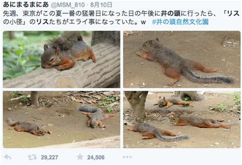 ライブドアニュース On Twitter 100rt：【まだまだ暑い】猛暑で井の頭公園のリスが「エライ事」になっていた T