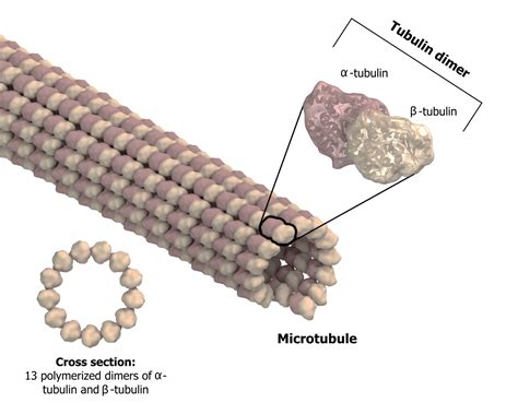 Microtubules And Microfilaments