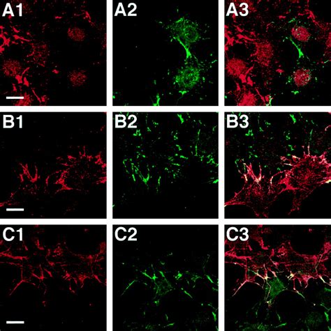 Nectin 3 A New Member Of Immunoglobulin Like Cell Adhesion Molecules