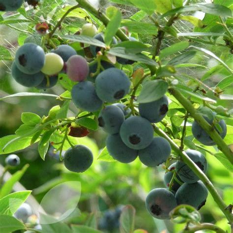 Blueberry Bluecrop Grow Your Own Blueberries Growing Blueberries