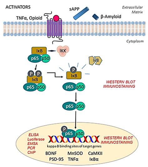 Cells Free Full Text Challenges With Methods For Detecting And