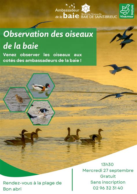Observation Des Oiseaux De La Baie Vivarmor Nature