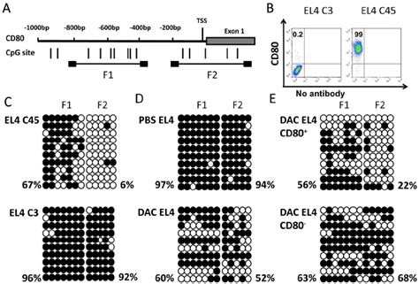 Dna Methylation Of Cd80 Promoter Region In El4 And Its Variant Cells