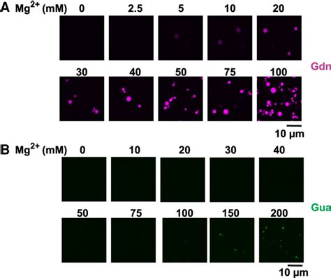 Rna Sequence And Structure Control Assembly And Function Of Rna Condensates