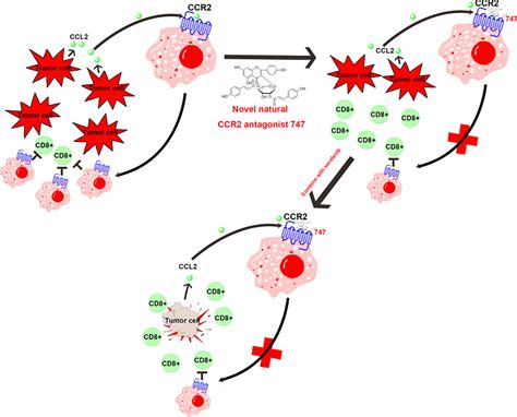A Natural Ccr2 Antagonist Relieves Tumor Associated Macrophage Mediated